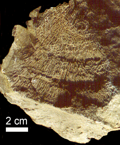 Virtual Silurian Reef - Lime Kiln Park